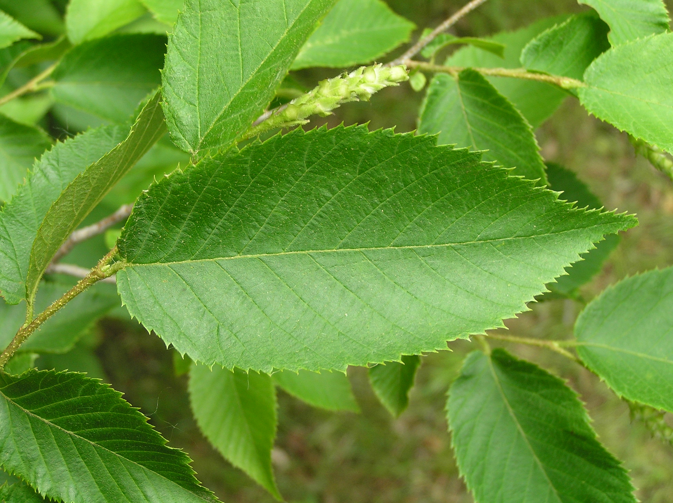 Native Trees Of Indiana River Walk